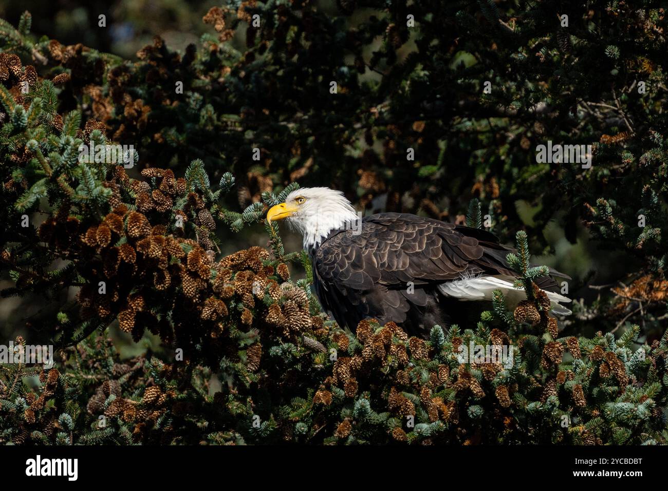 Adult bald eagle in Alaska sitting in a pine tree Stock Photo - Alamy