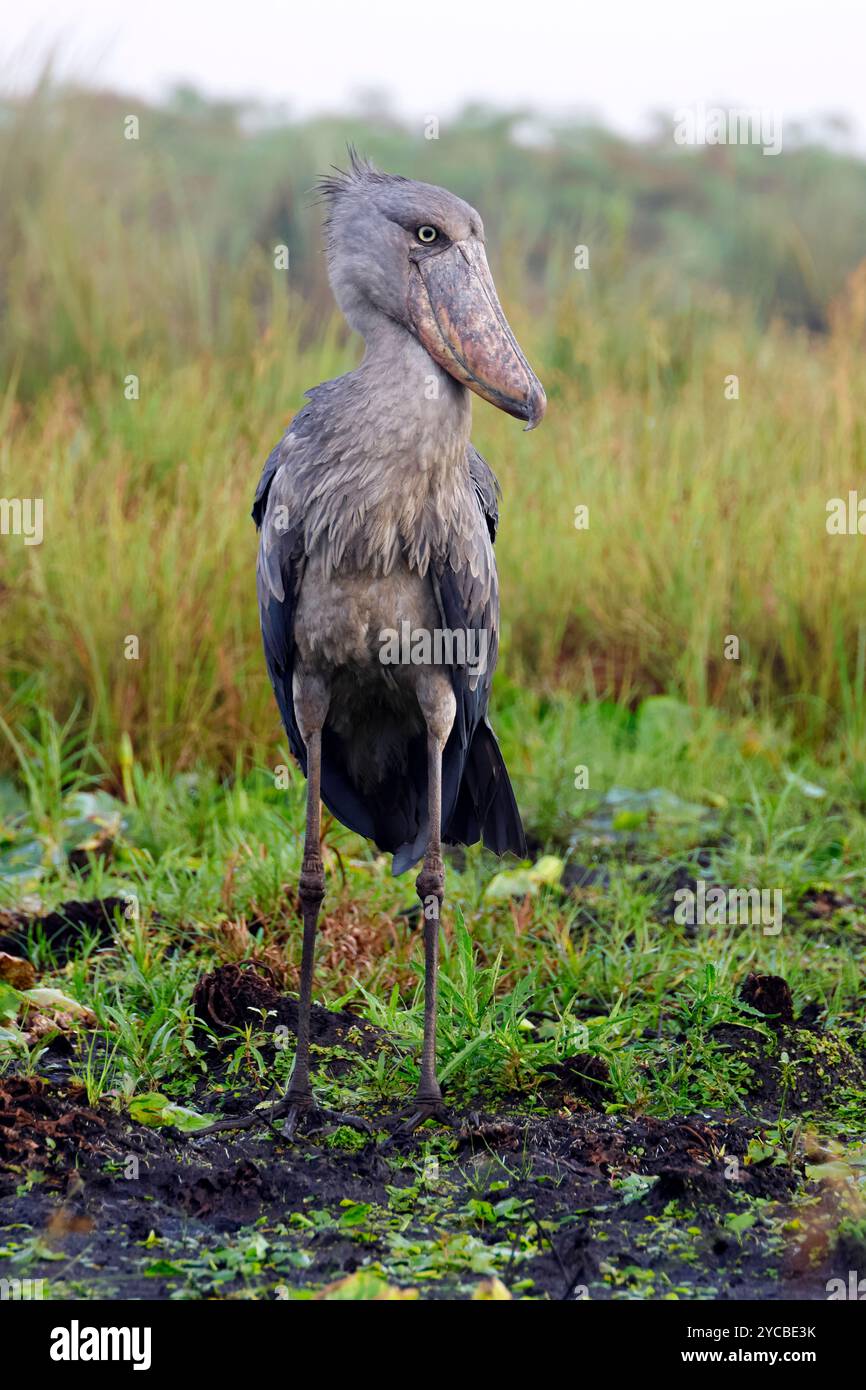 140 cms hi-res stock photography and images - Alamy