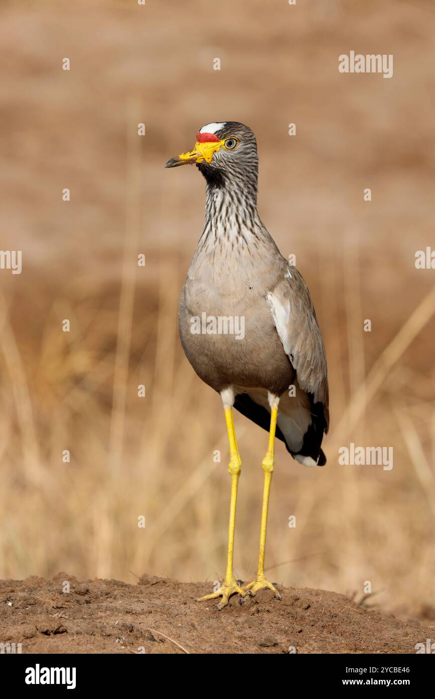 African Wattled Lapwing, Vanellus senegallus, previously know as ...