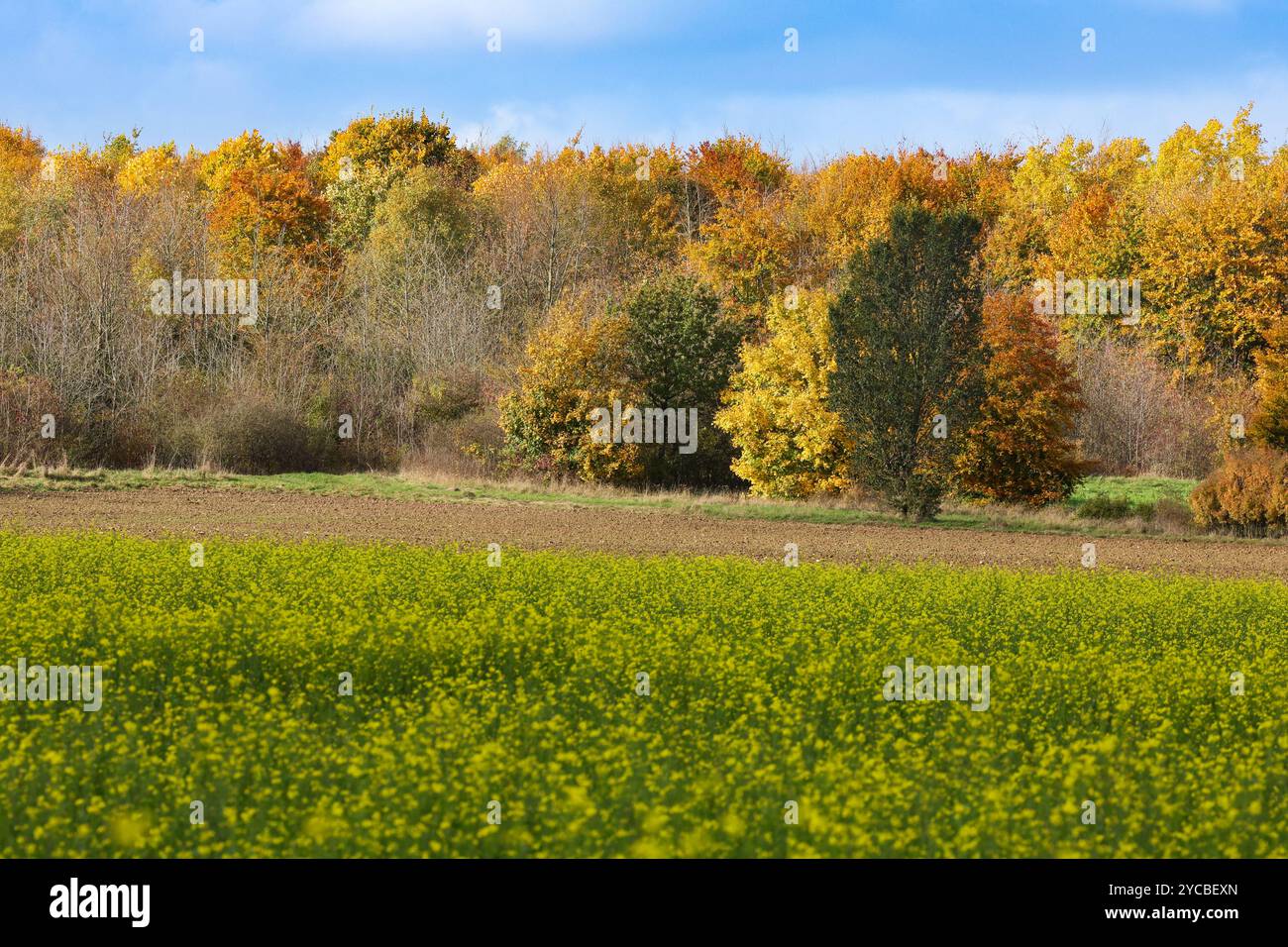 Niedersachsen, Hannover, goldener Oktober, auf dem Kronsberg, blühende ...
