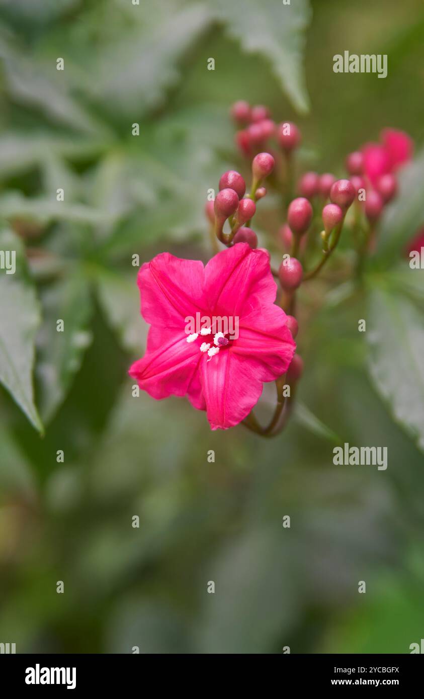 close-up of deep bright red color cardinal creeper or lady doorly's ...