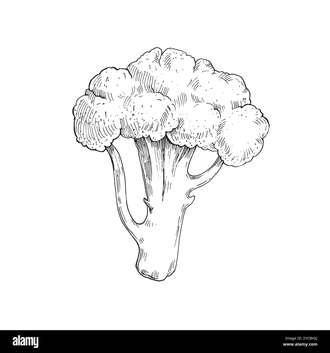 Broccoli sketch hand drawn with ink isolated on white background ...