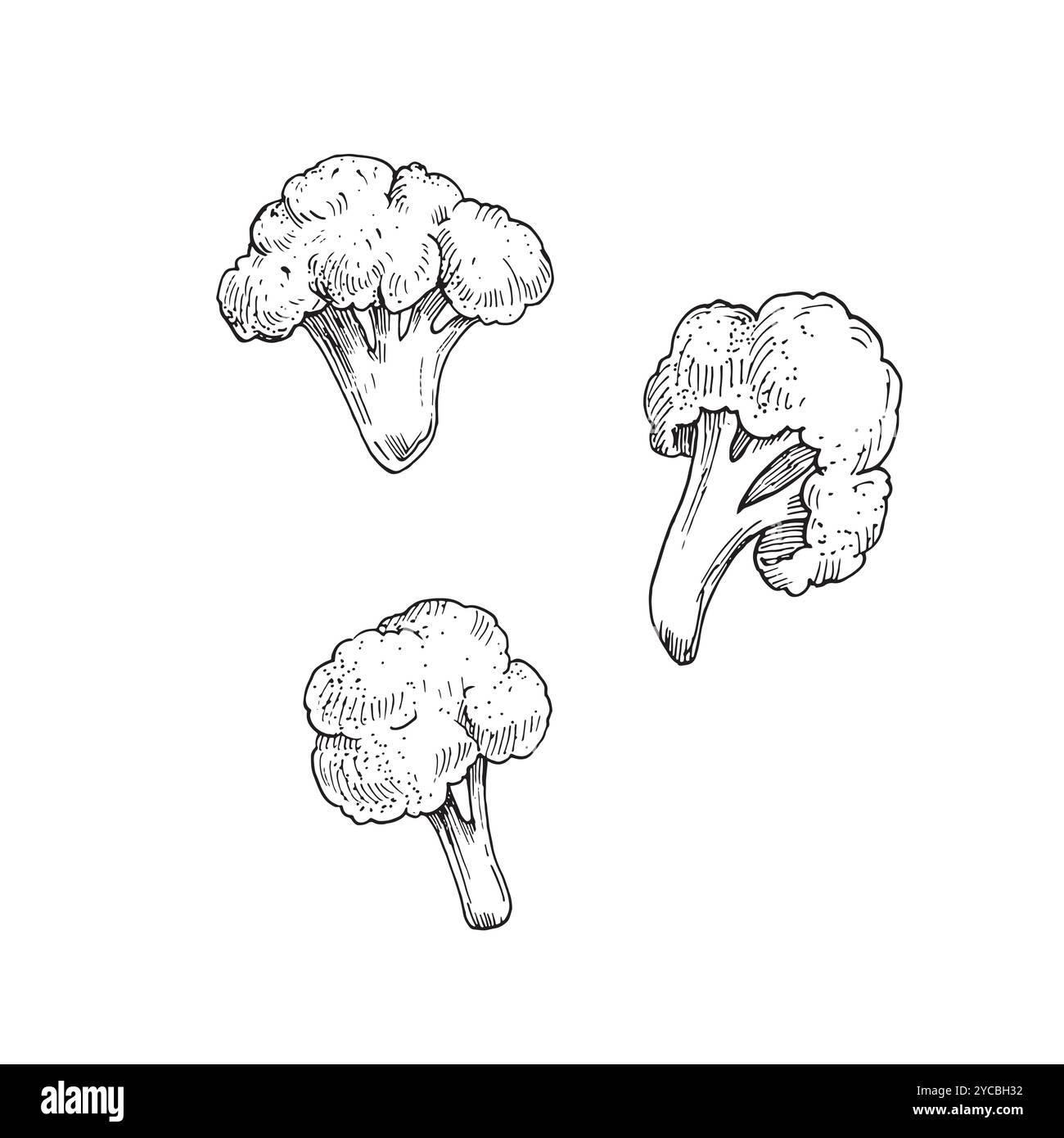 Broccoli sketch hand drawn with ink isolated on white background ...