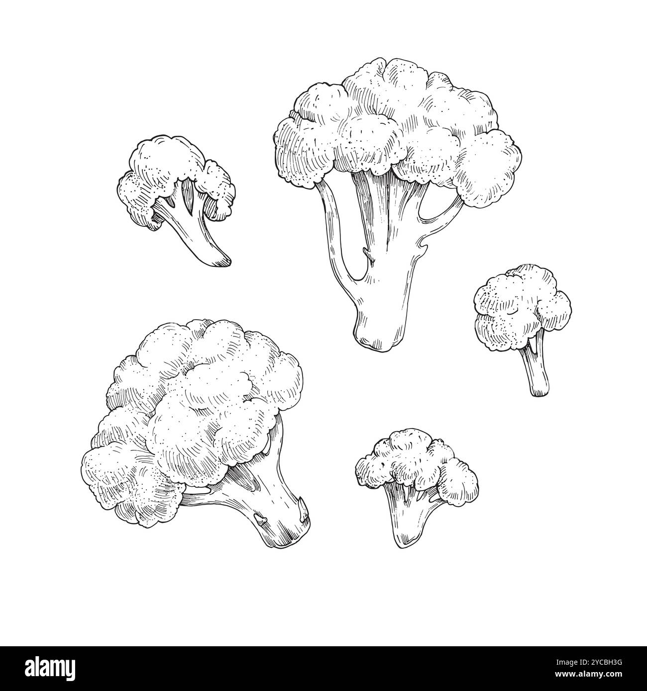 Broccoli sketch hand drawn with ink isolated on white background ...