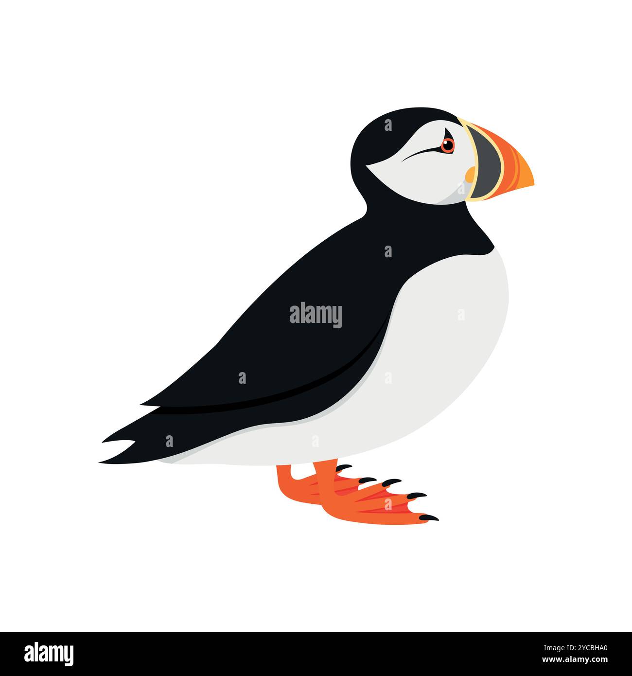 Atlantic puffin bird in profile view isolated on white background ...