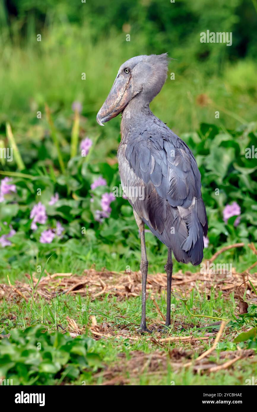 Whalebill whale headed stork shoe billed stork hi-res stock photography ...