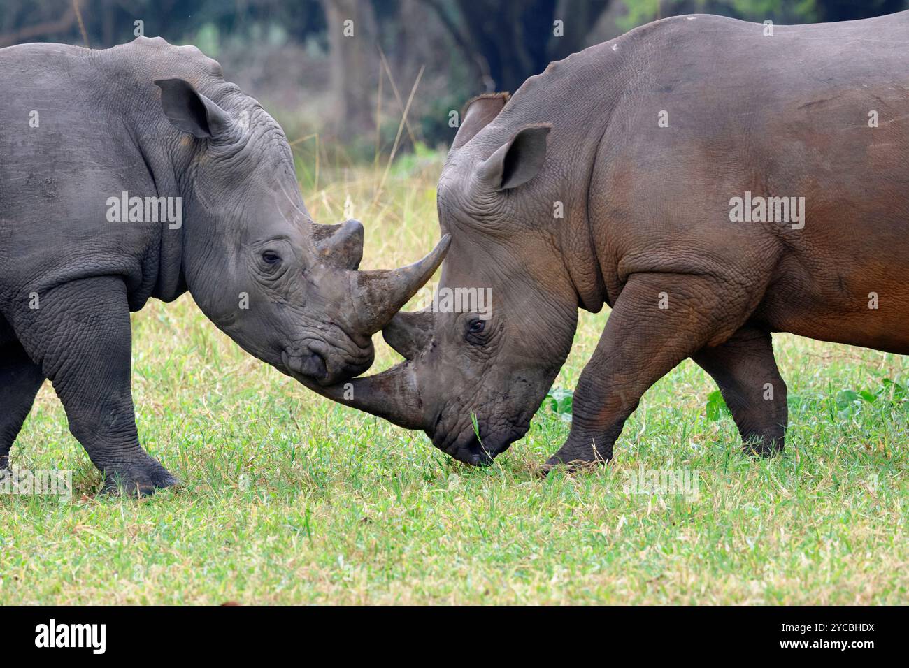 southern white rhinoceros or southern white rhino, Ceratotherium simum ...