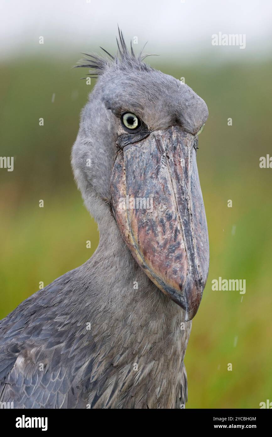 Shoebill, Balaeniceps rex, alternatively named the Whalebill, Whale ...