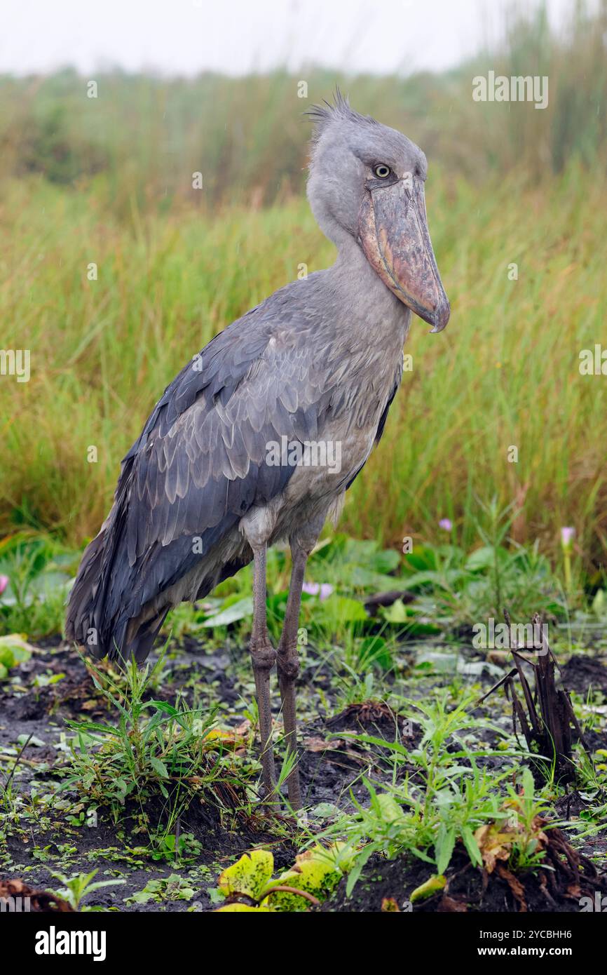 Shoebill, Balaeniceps rex, alternatively named the Whalebill, Whale ...