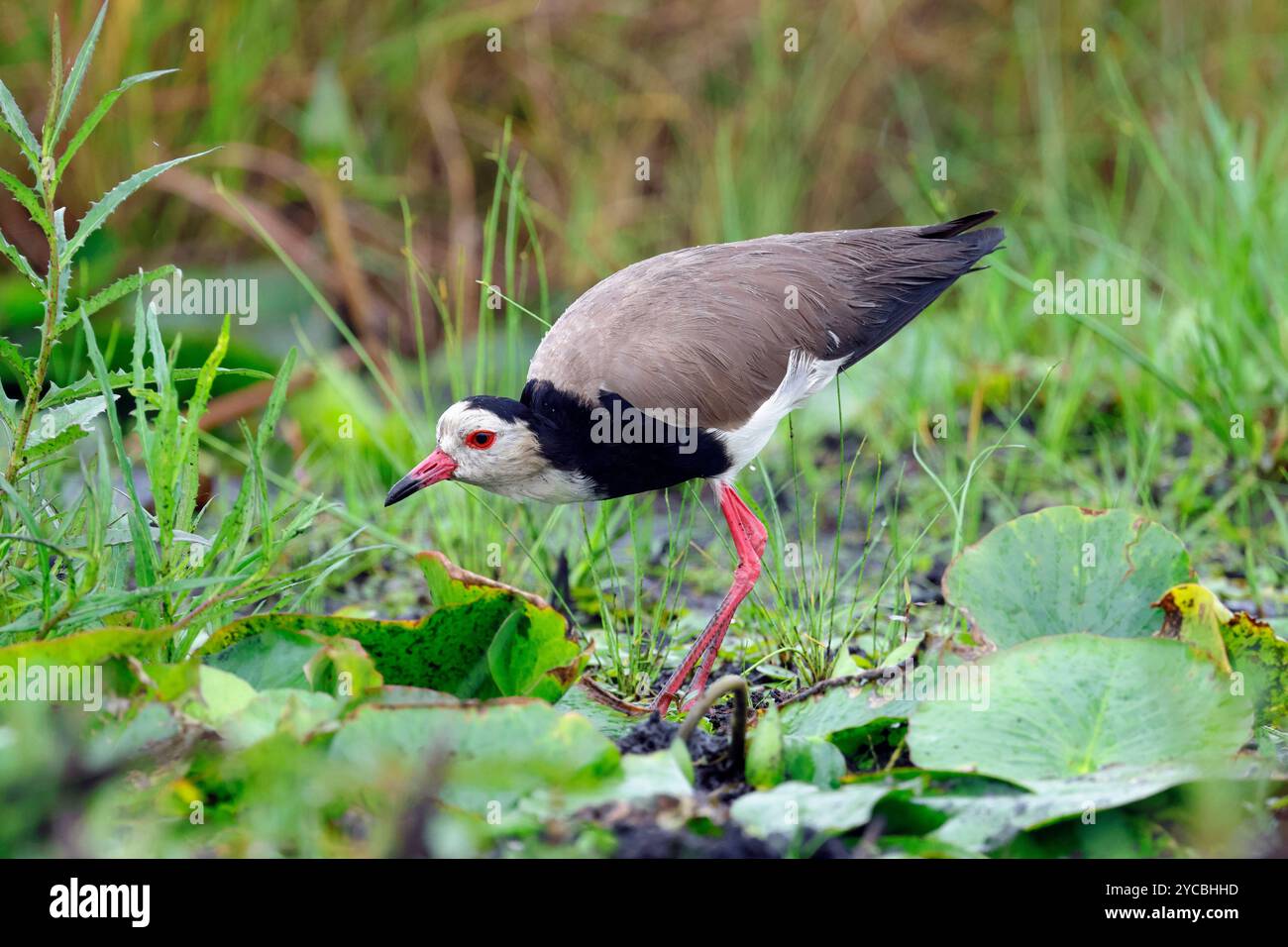Long-toed Lapwing, Vanellus crassirostris.on floating vegetation in the Nile river near ...