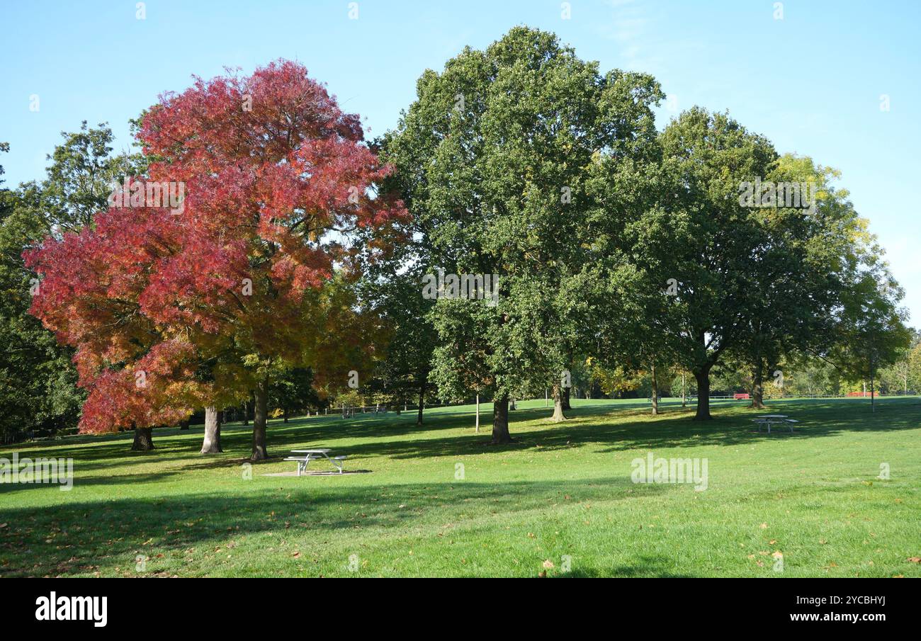Beautiful trees in Danson Park, Bexleyheath, Bexley, London, UK Stock ...