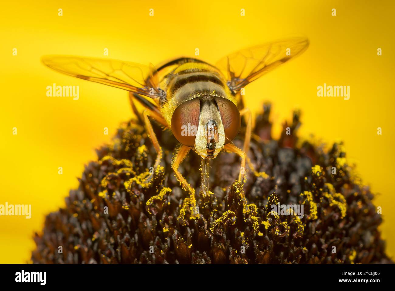 Frontal view on a colorful Eristalis transversa diptera pollinating a ...