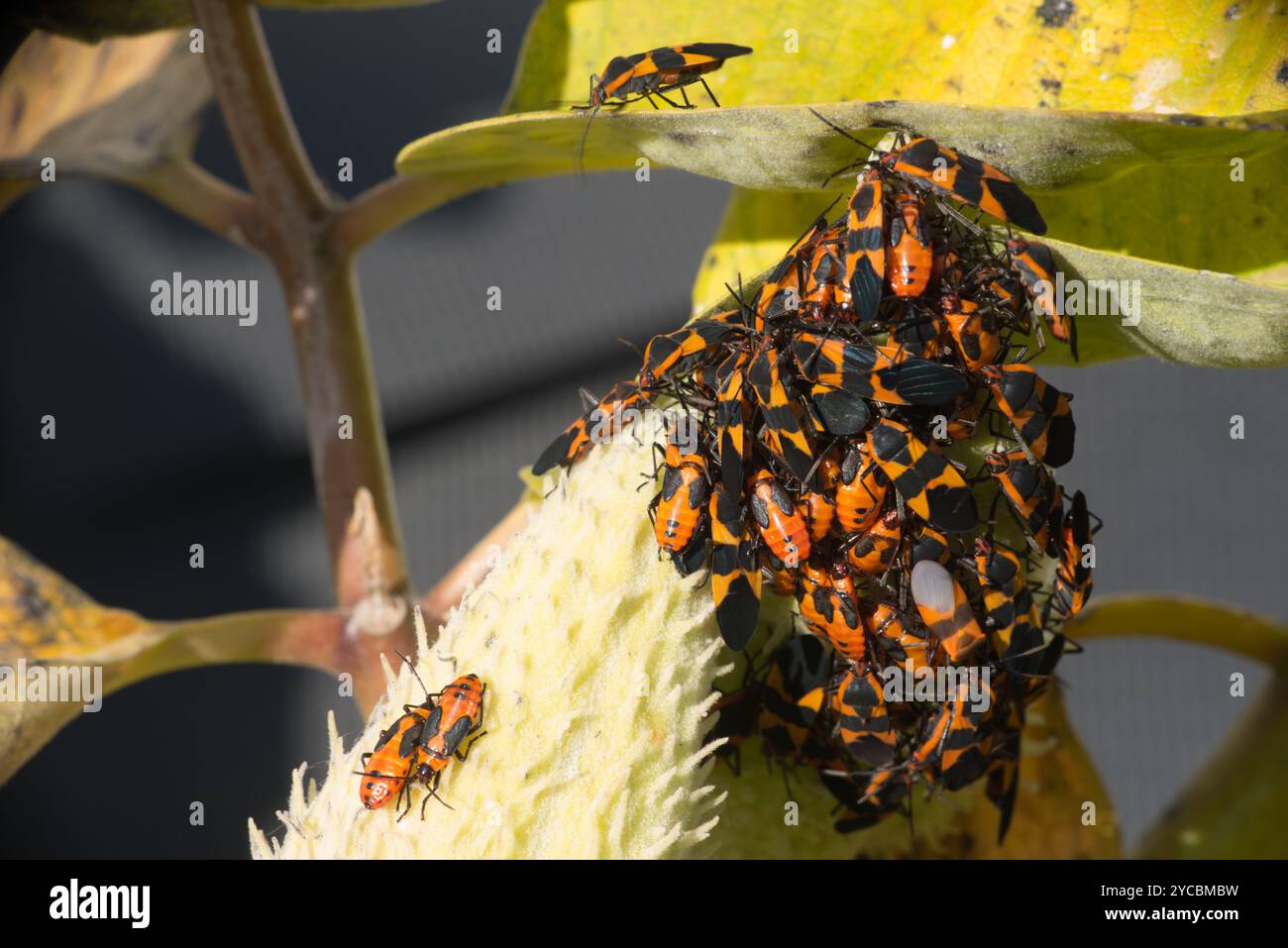 A large group of Milkweed bugs feeding on the sap of a Milkweed plant ...