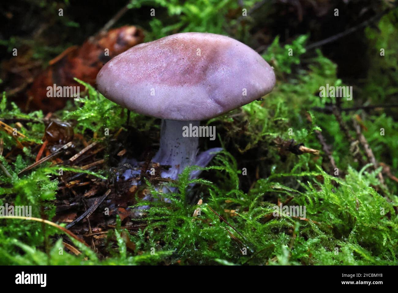 19.10.2024 Thüringen Bad LobensteinPilz Pilze Speisepilz Speisepilze ...