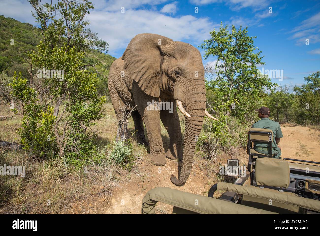An elephant spotted on safari in South Africa's Hluhluwe park Stock ...