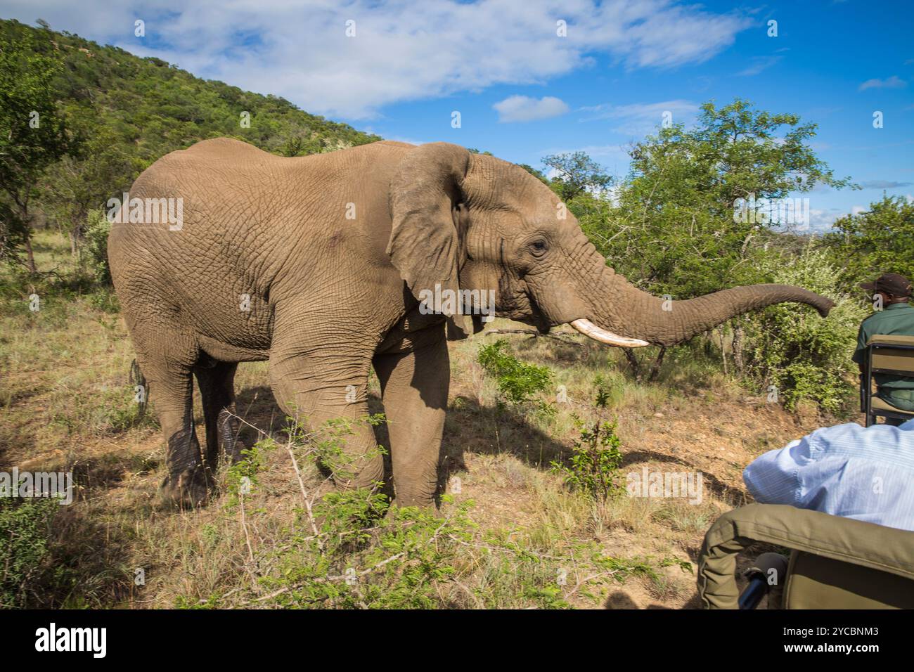 An elephant spotted on safari in South Africa's Hluhluwe park Stock ...