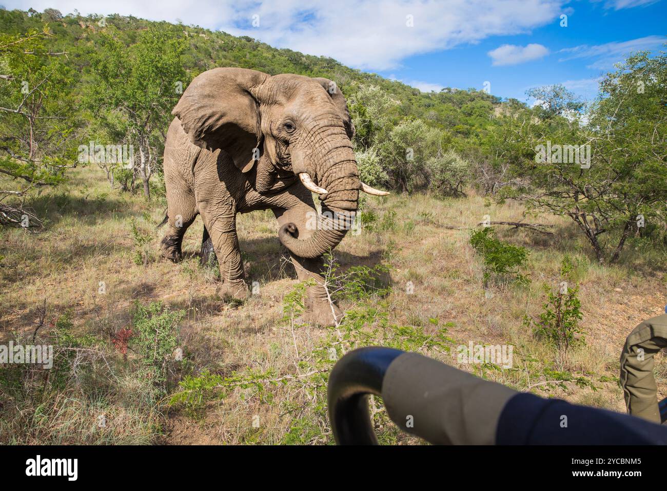 An elephant spotted on safari in South Africa's Hluhluwe park Stock ...