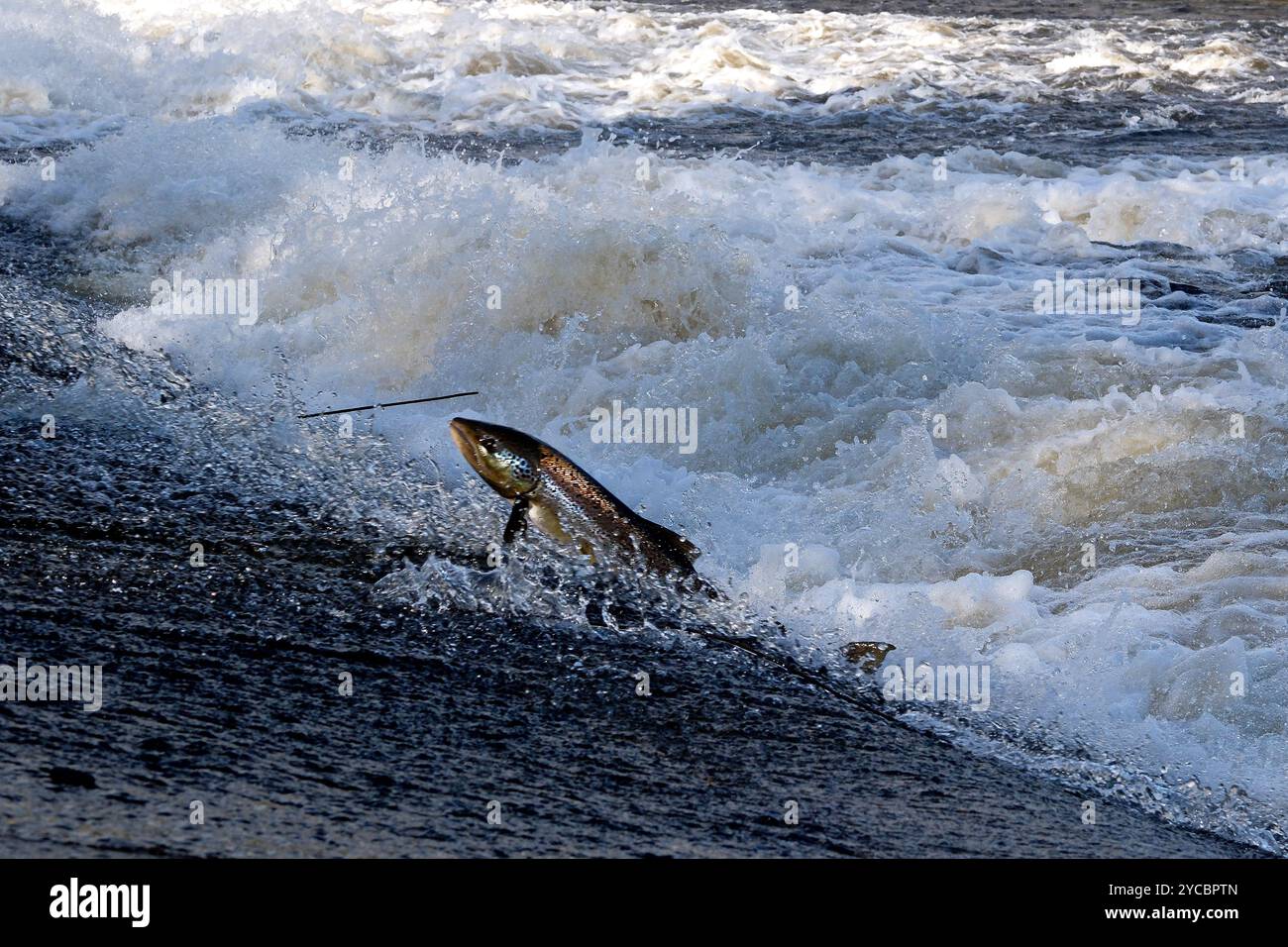 Salmon on the River Ettrick, during the annual salmon run at Murrays ...