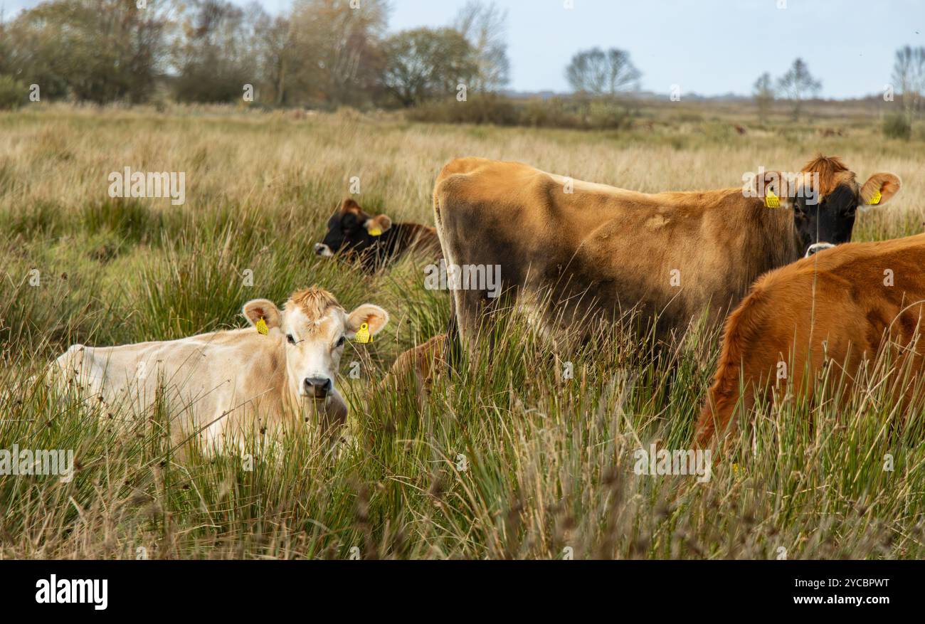 Danish Jersey cattle Stock Photo - Alamy