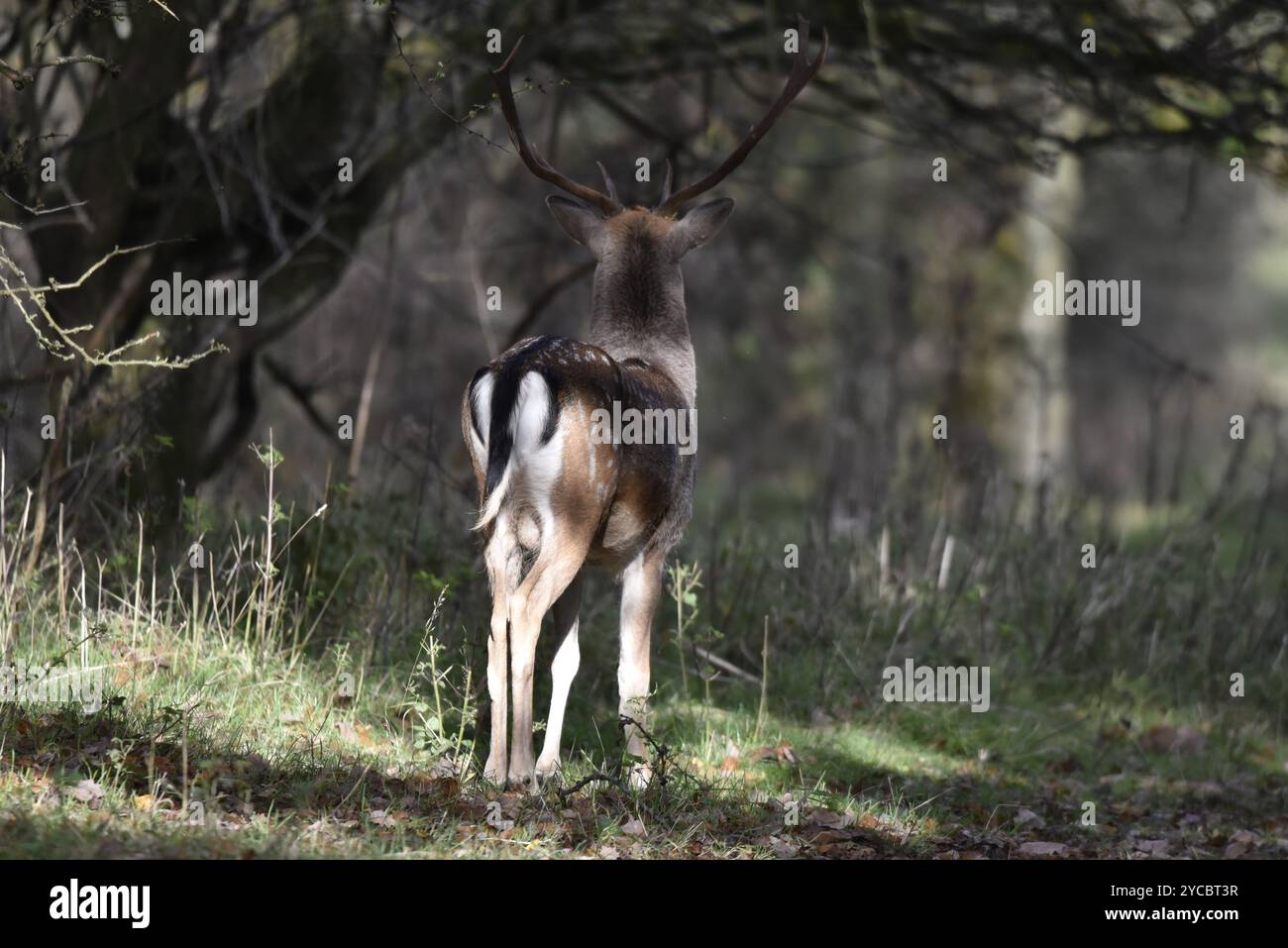 Rear View of a European Fallow Deer Buck (Dama dama) Looking into ...