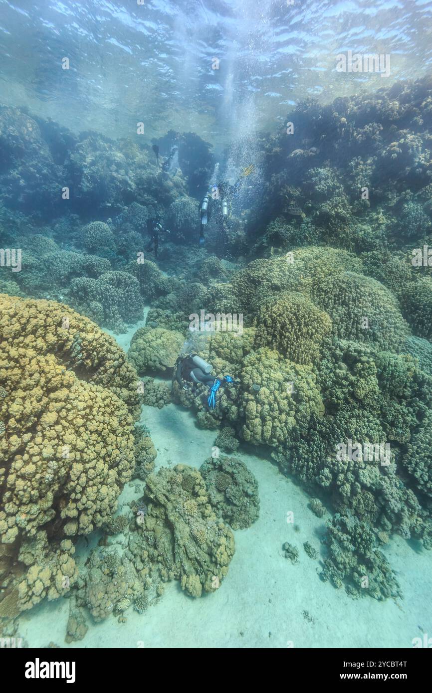 A group of divers explores the beautiful coral reefs in the Red Sea ...