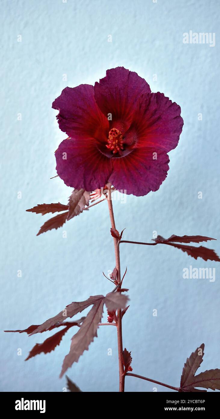 Maroon mallow hibiscus acetosella hi-res stock photography and images ...