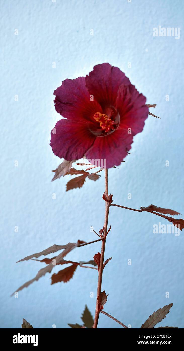 Blooming of Red Leaved Hibiscus flower or Hibiscus acetosella or other ...