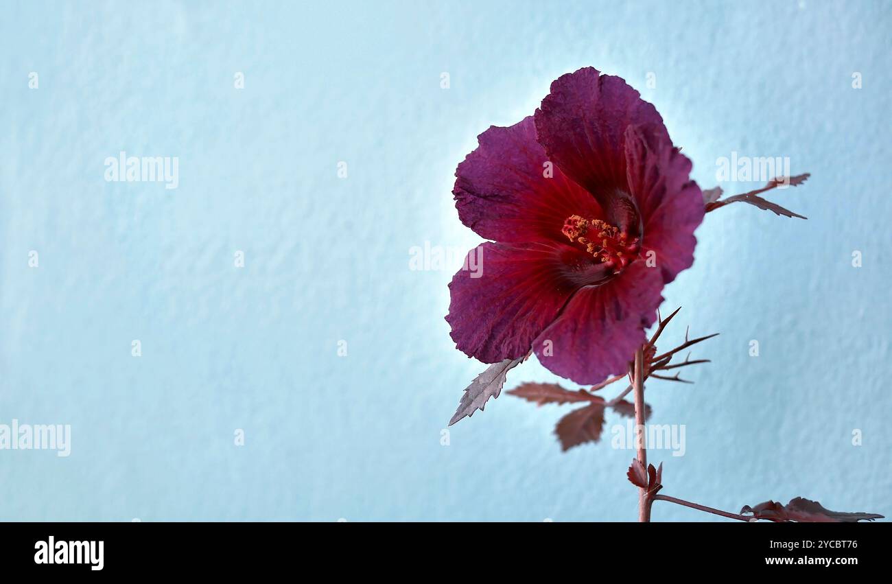 Blooming of Red Leaved Hibiscus flower or Hibiscus acetosella or other ...