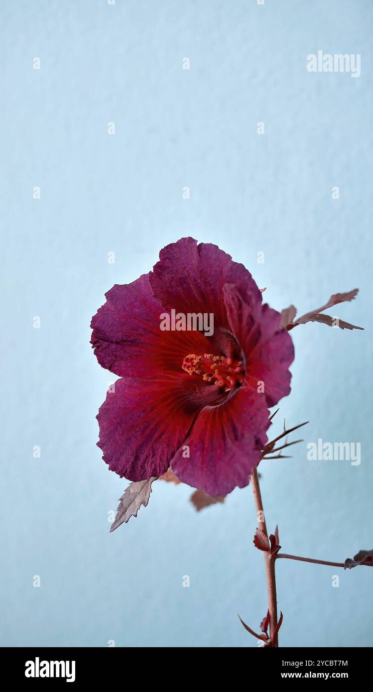 Blooming of Red Leaved Hibiscus flower or Hibiscus acetosella or other ...