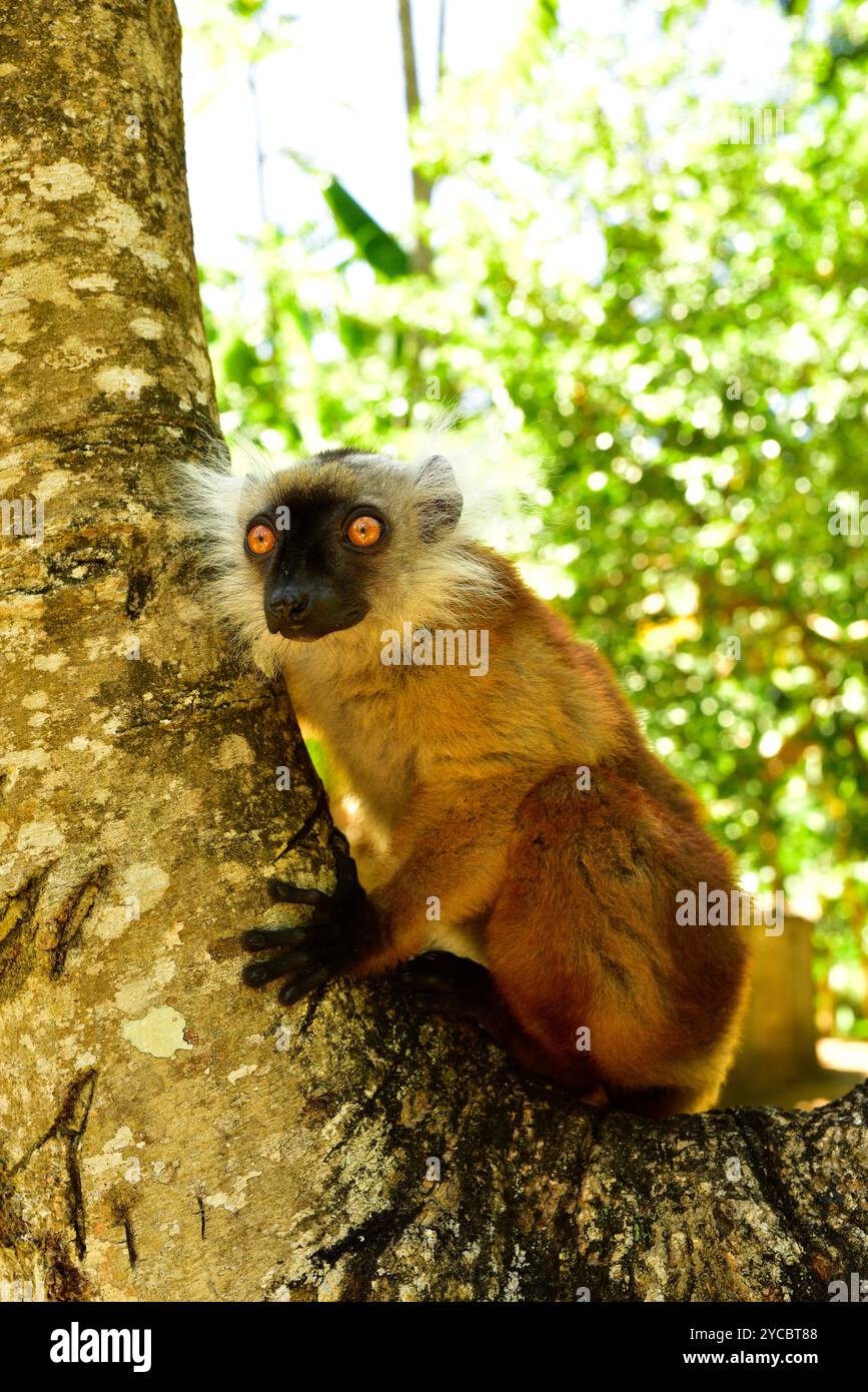 Black lemur (Eulemur macaco) is a frugivore lemur endemic to ...