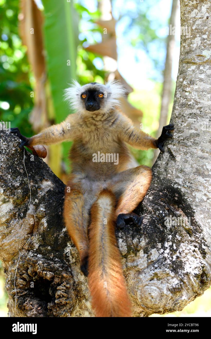 Black lemur (Eulemur macaco) is a frugivore lemur endemic to ...