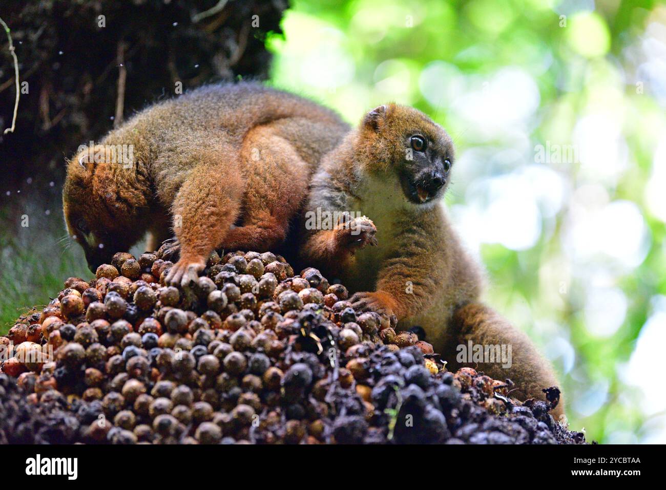 Red-bellied lemur (Eulemur rubriventer) is a lemur endemic to ...