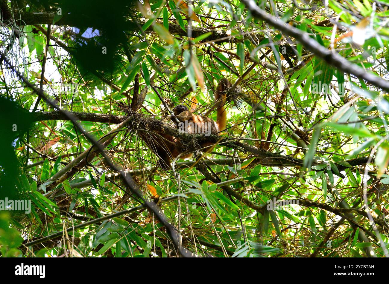 Golden bamboo lemur (Hapalemur aureus) is a lemur endemic to ...