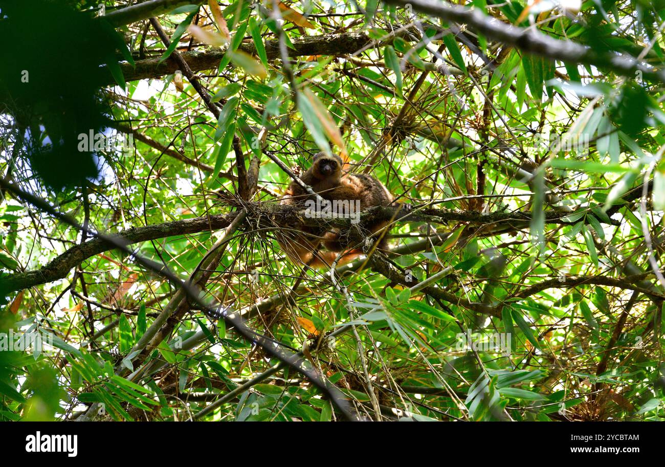 Golden bamboo lemur (Hapalemur aureus) is a lemur endemic to ...