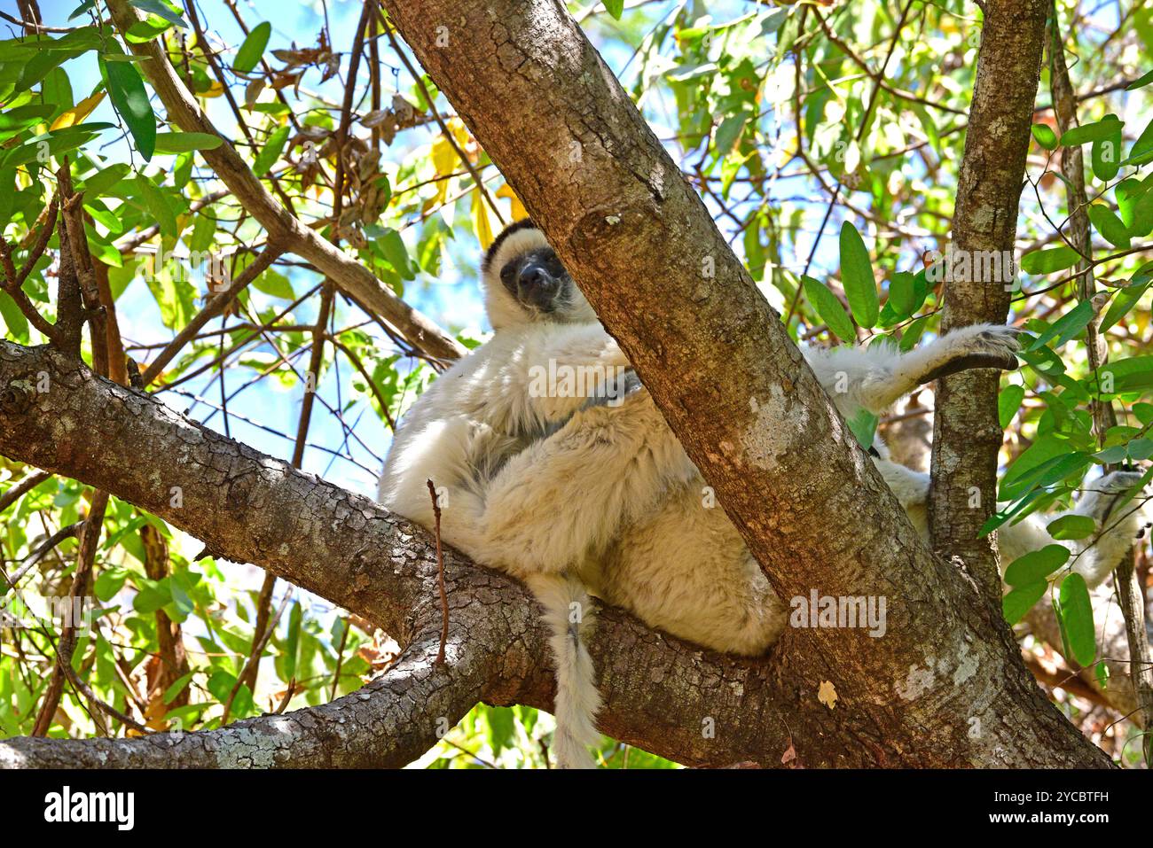 Verreaux's sifaka (Propithecus verreauxi) is an critically endangered ...