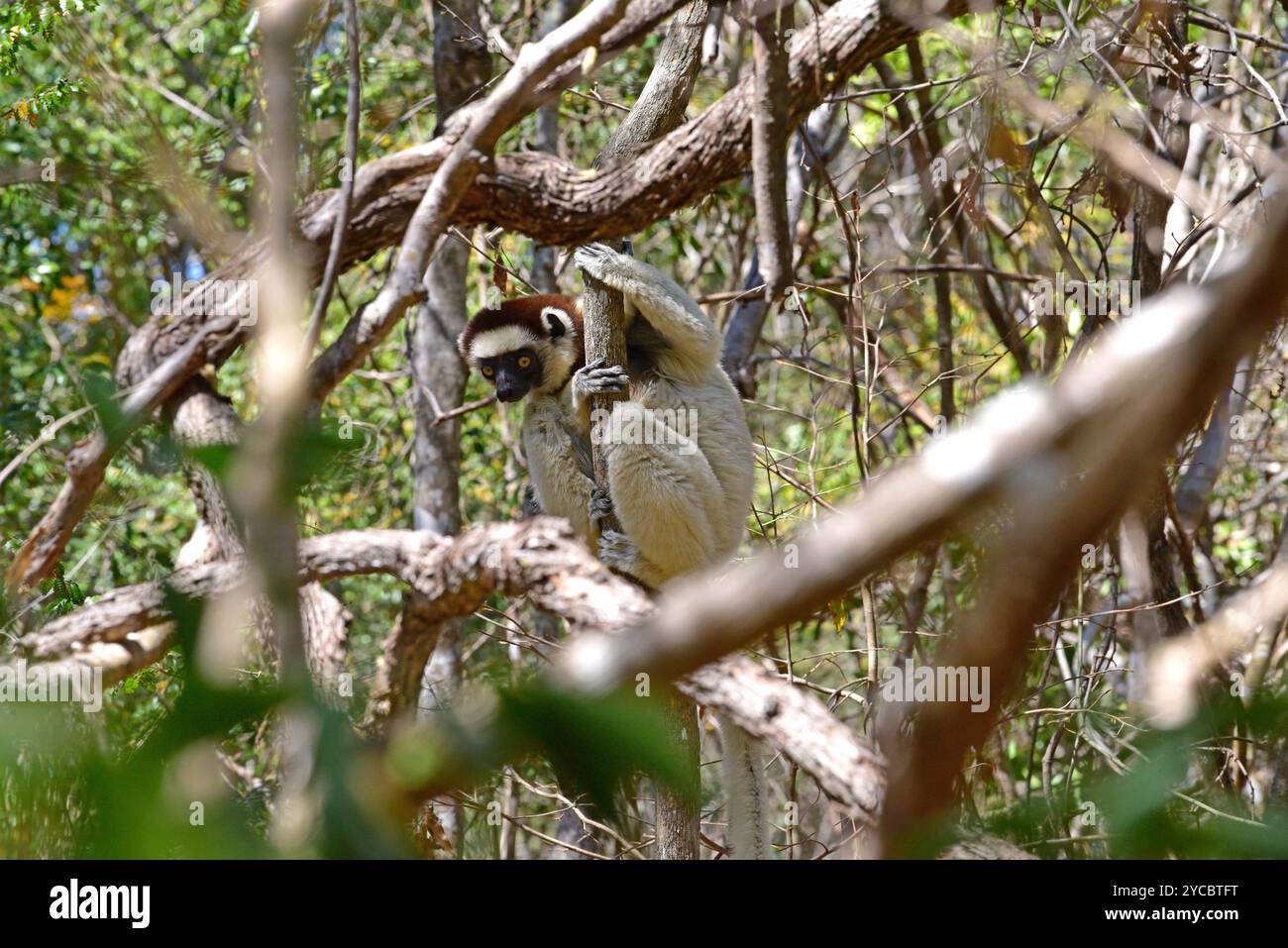 Verreaux's sifaka (Propithecus verreauxi) is an critically endangered ...