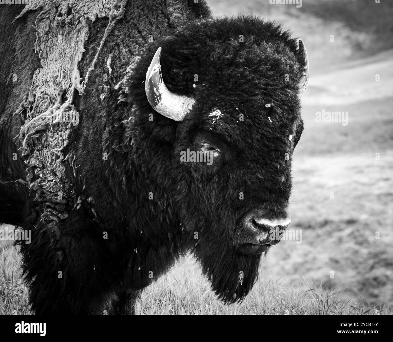 National endangered Black and White Stock Photos & Images - Alamy