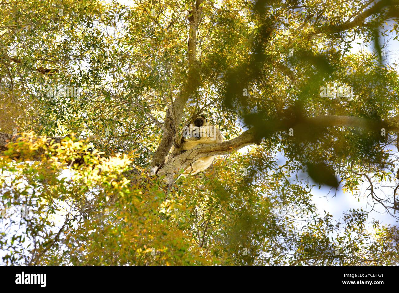 Verreaux's sifaka (Propithecus verreauxi) is an critically endangered ...