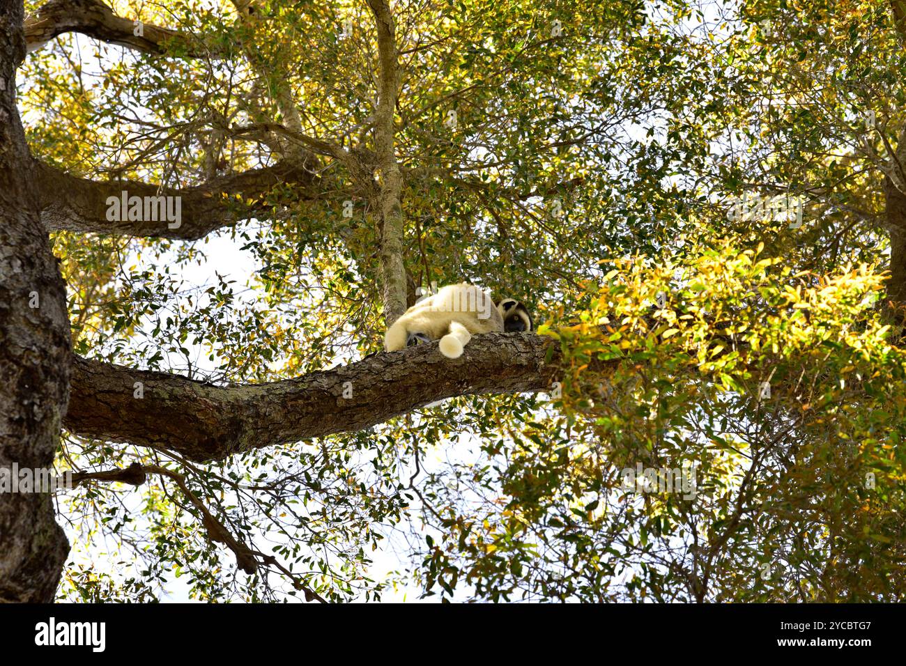 Verreaux's sifaka (Propithecus verreauxi) is an critically endangered ...