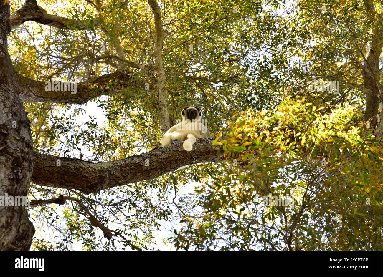Verreaux's sifaka (Propithecus verreauxi) is an critically endangered ...