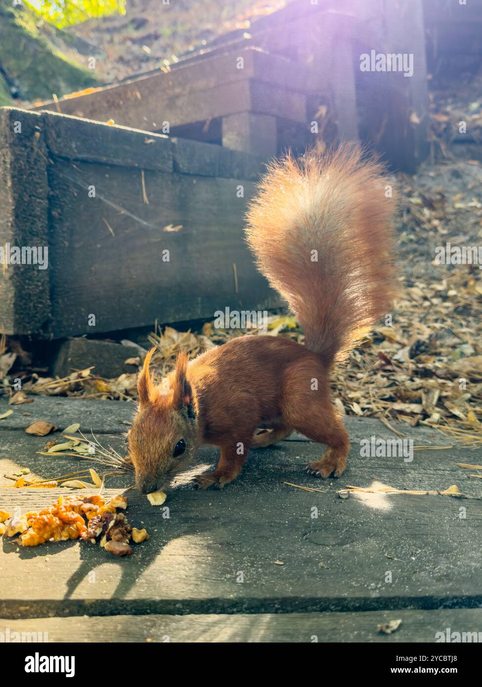 In the park, a red squirrel eats walnuts, backlit by the sun Stock ...
