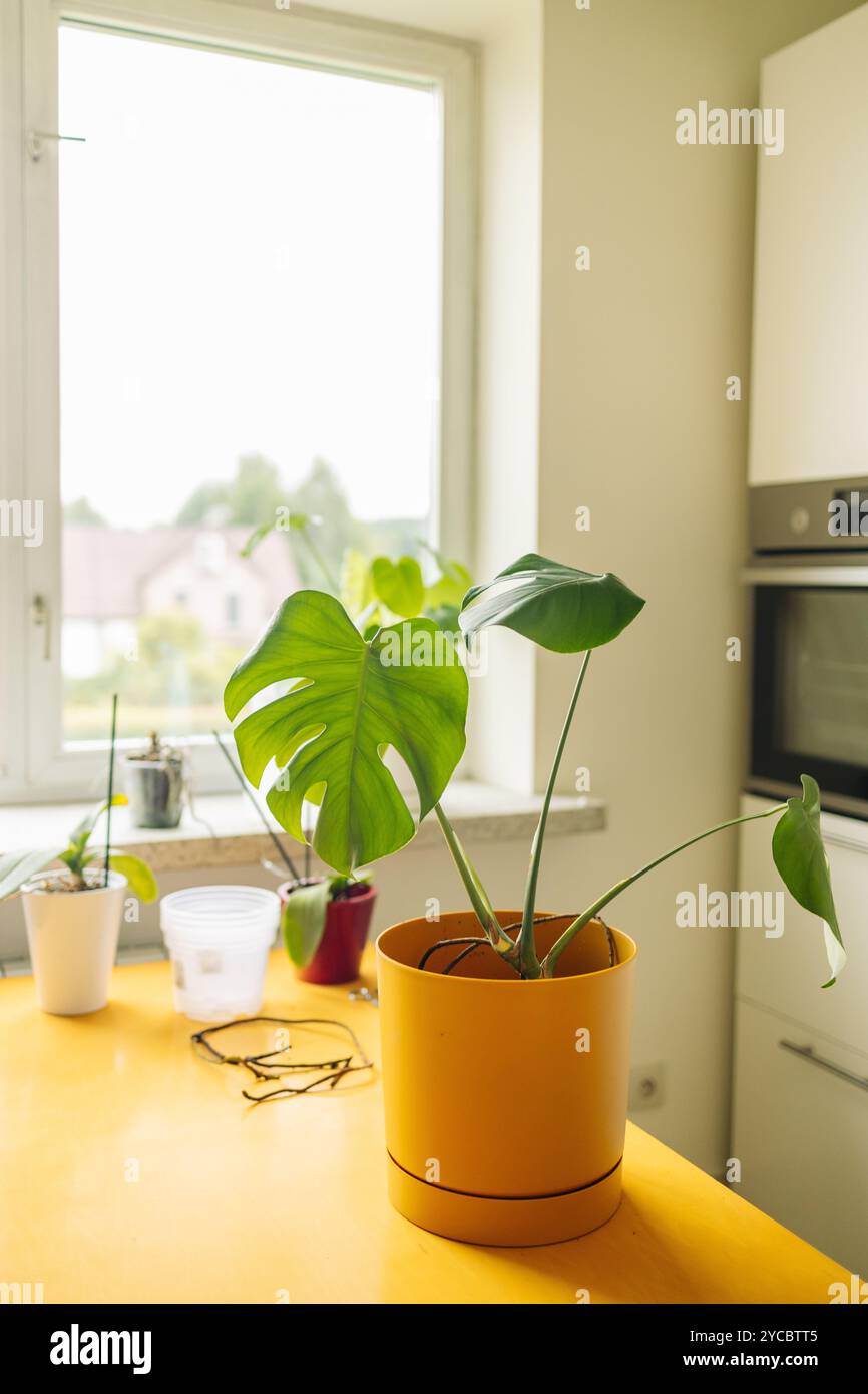 Monstera deliciosa table hi-res stock photography and images - Alamy