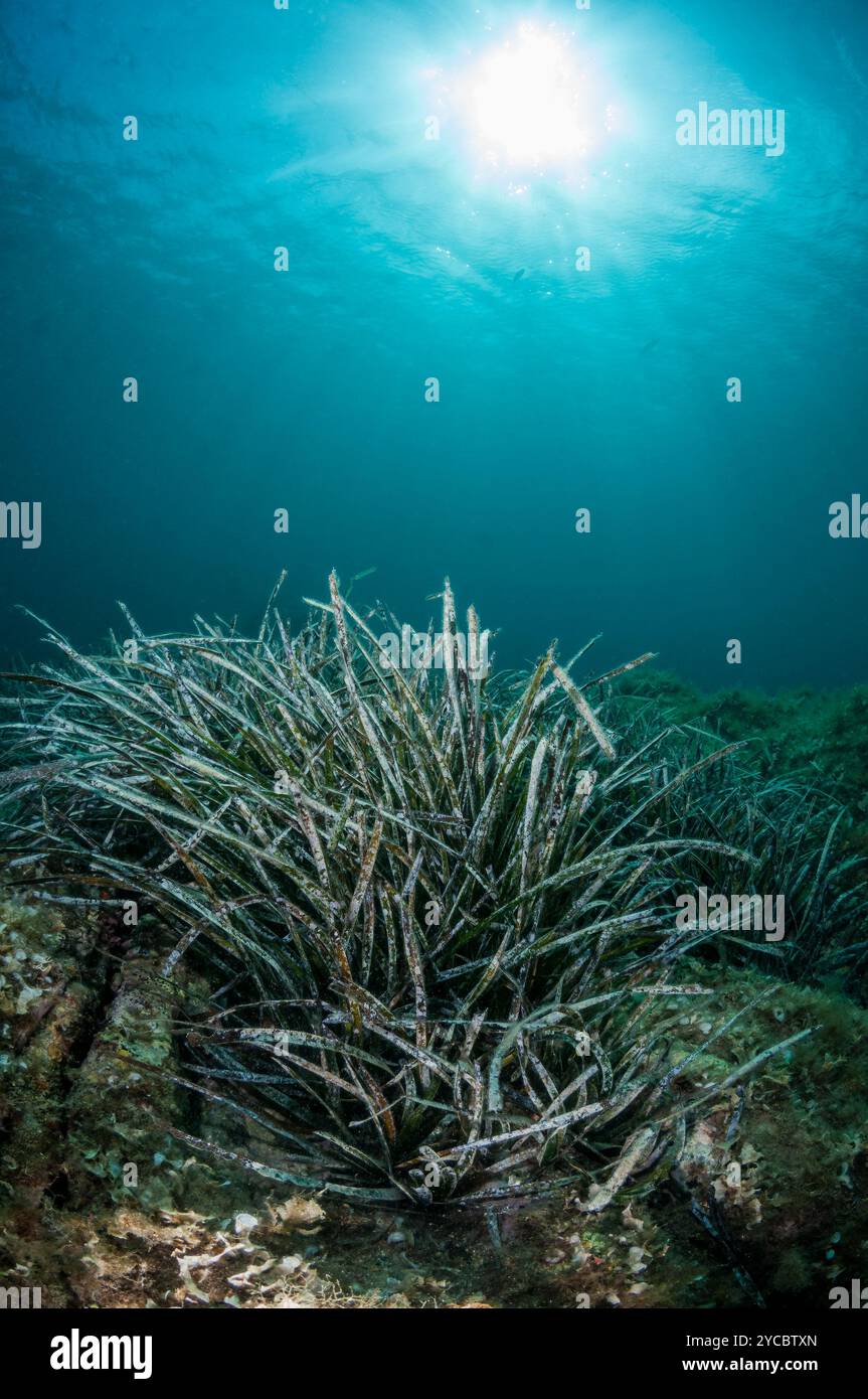 Mediterranean tapeweed, Posidonia oceanica, Cadaques, Costa Brava ...