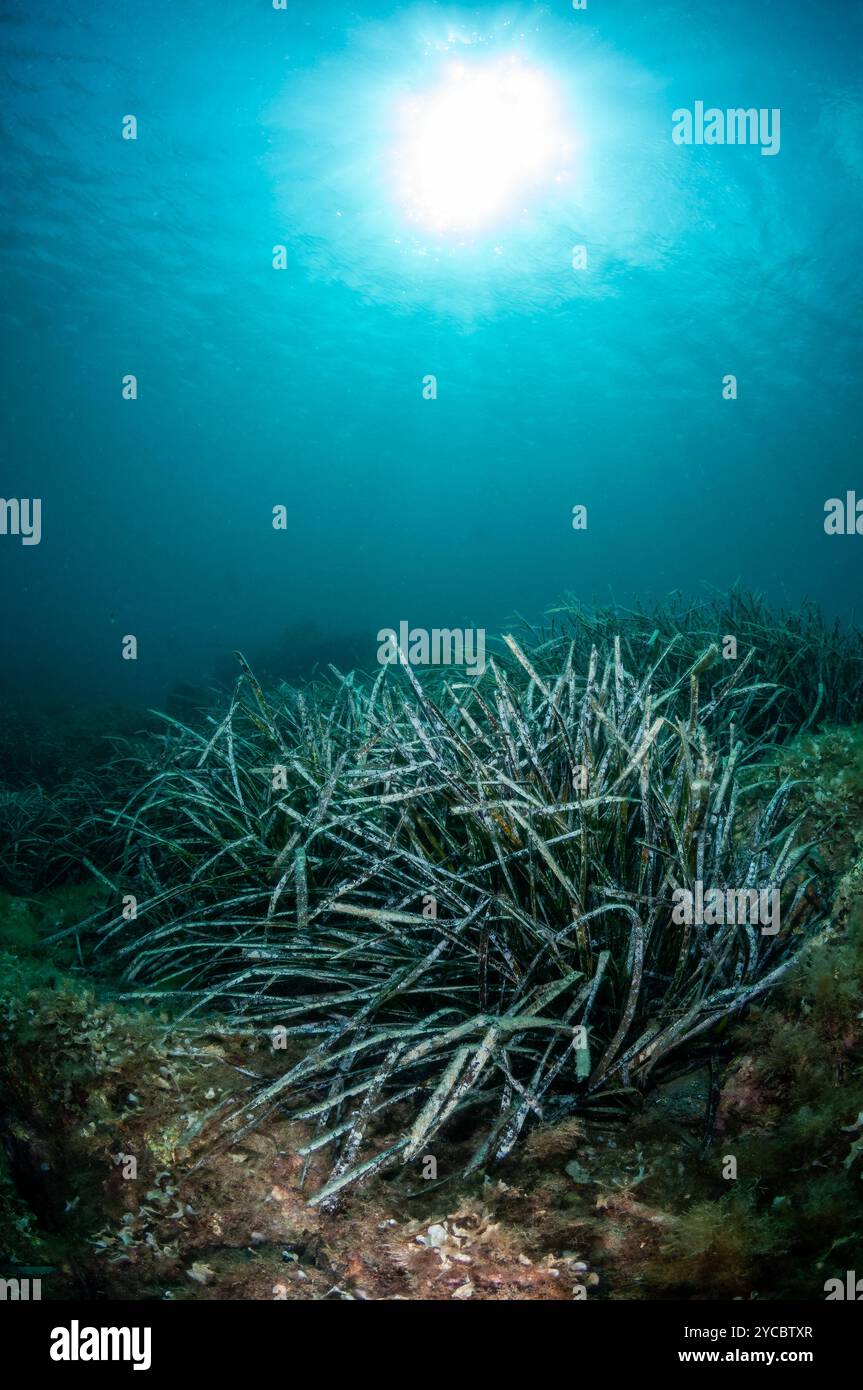 Mediterranean tapeweed, Posidonia oceanica, Cadaques, Costa Brava ...