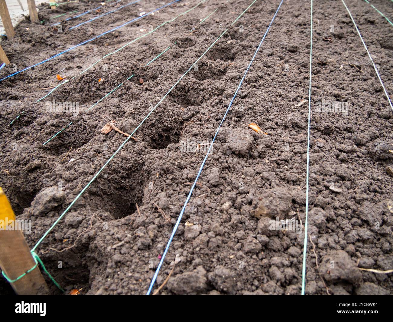 Preparing a flower bed for planting tulip bulbs Stock Photo - Alamy