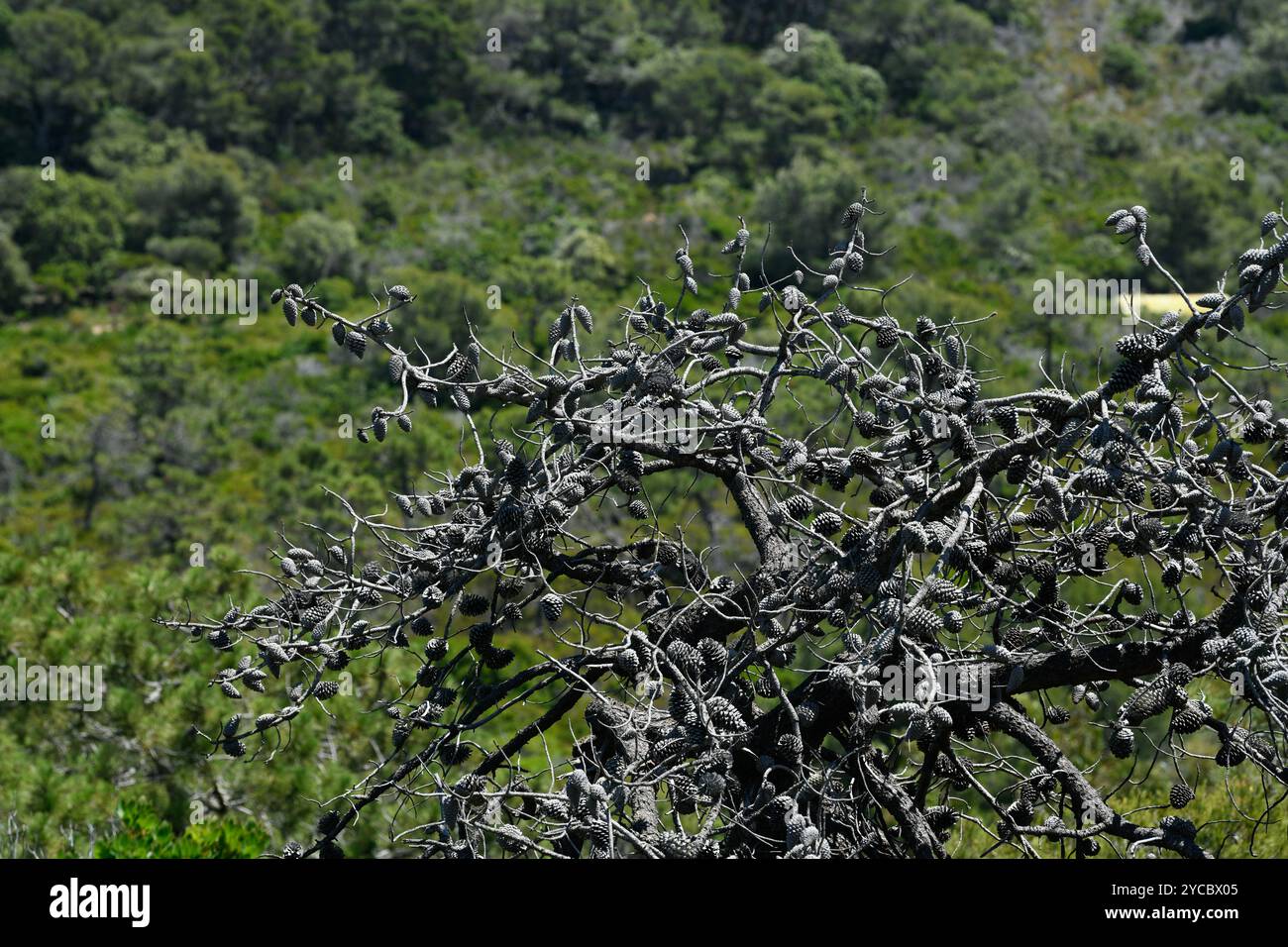 Charred seeds hi-res stock photography and images - Alamy