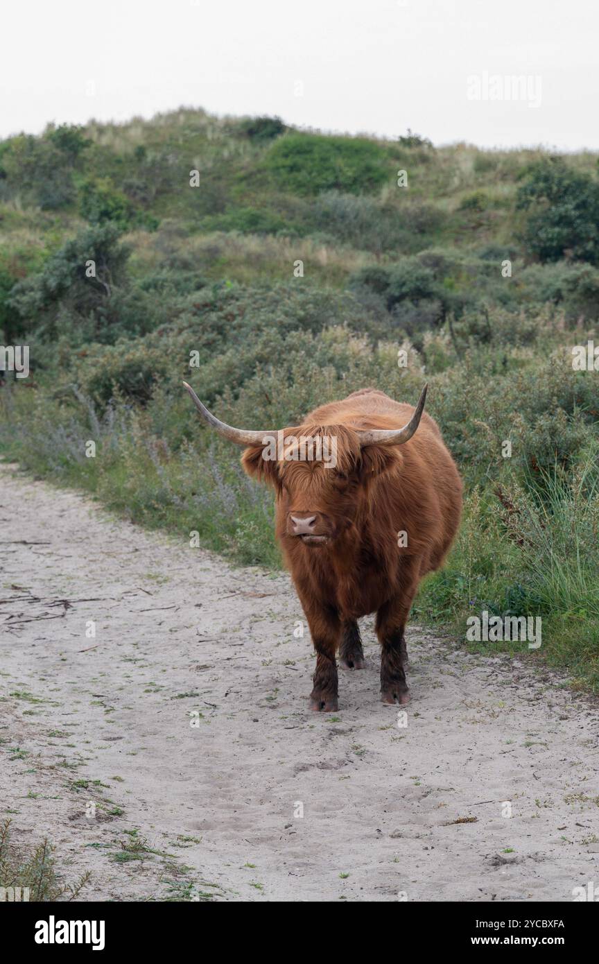 A Scottish highland cattle stands on a footpath in the dune hinterland ...
