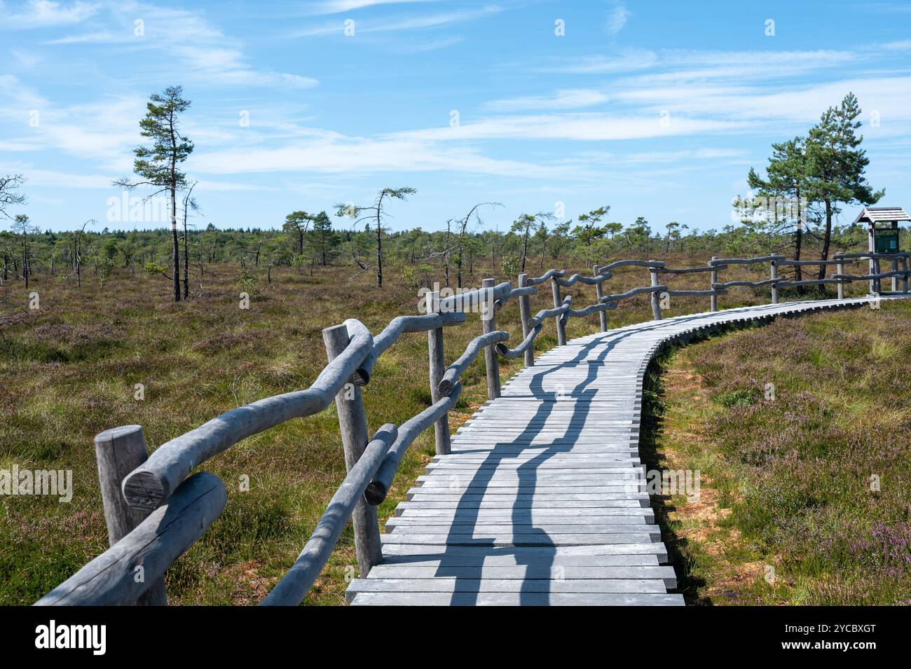 Black moor in the Rhoen, Bavaria, Germany, in summer with Heather and a ...