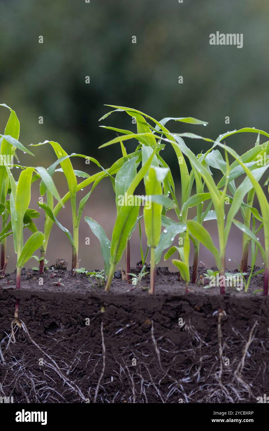 young corn plants in soil with roots Stock Photo - Alamy