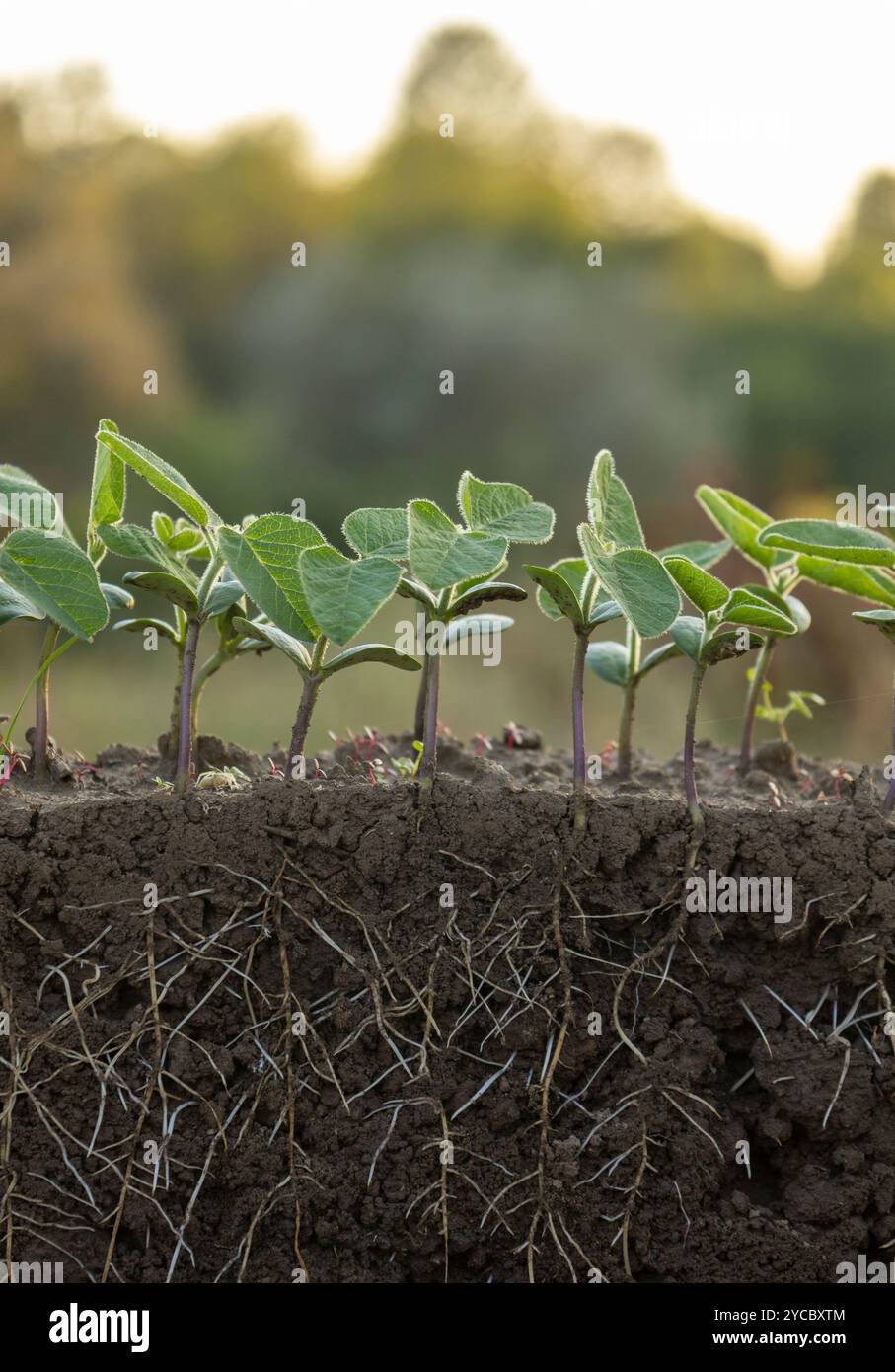 Fresh green soybean plants with roots Stock Photo - Alamy